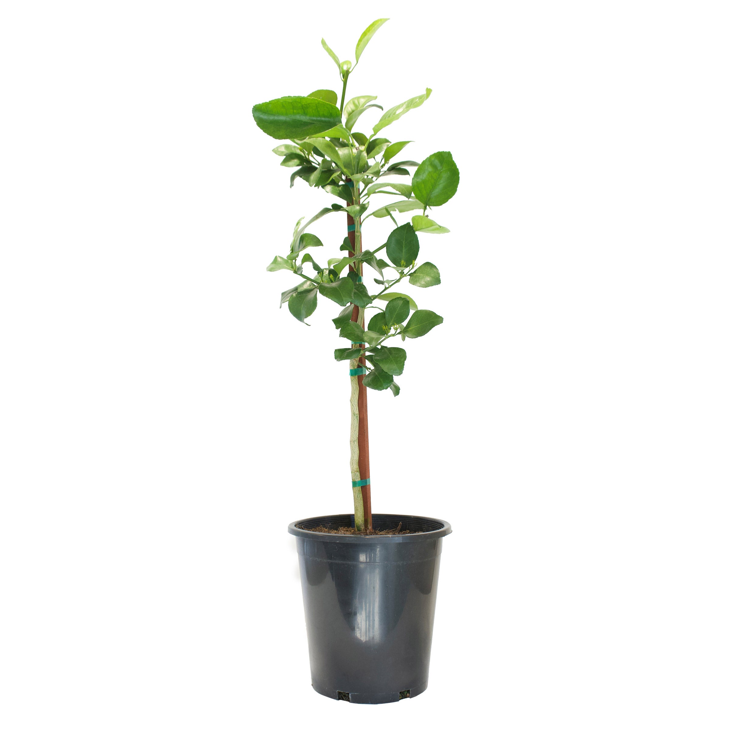 Citrus Tree Assorted Varieties 3.2 Gallon / 12.1 Liter (#85761) - $19. ...