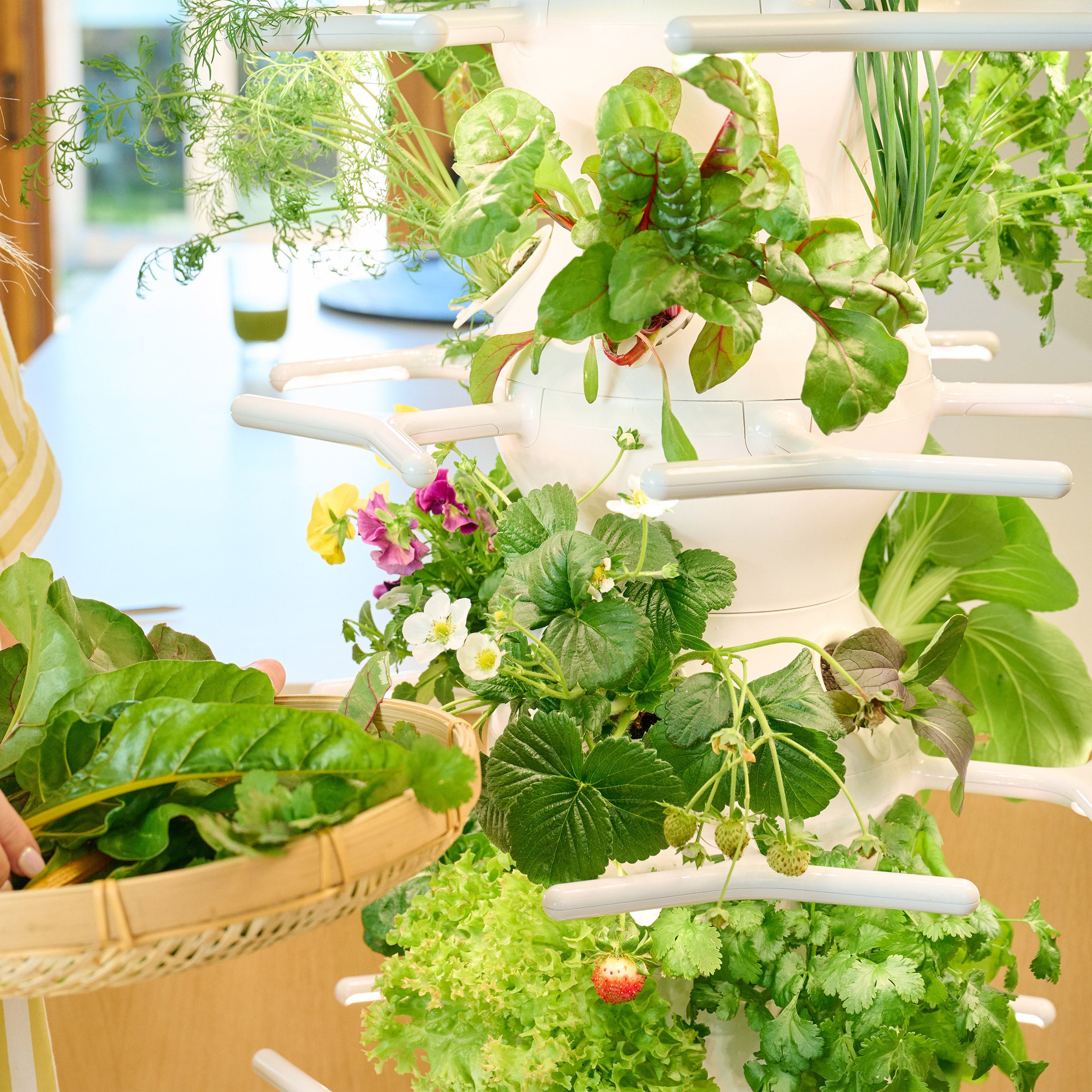 Lettuce Grow Farmstand Nook Indoor Hydroponic Tower - $549.99 at Costco