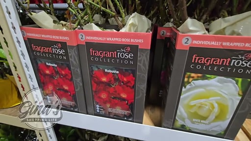 Bareroot Roses 1 Gallon 2 Pack (#139980) - $4.97 (down from $18.99)